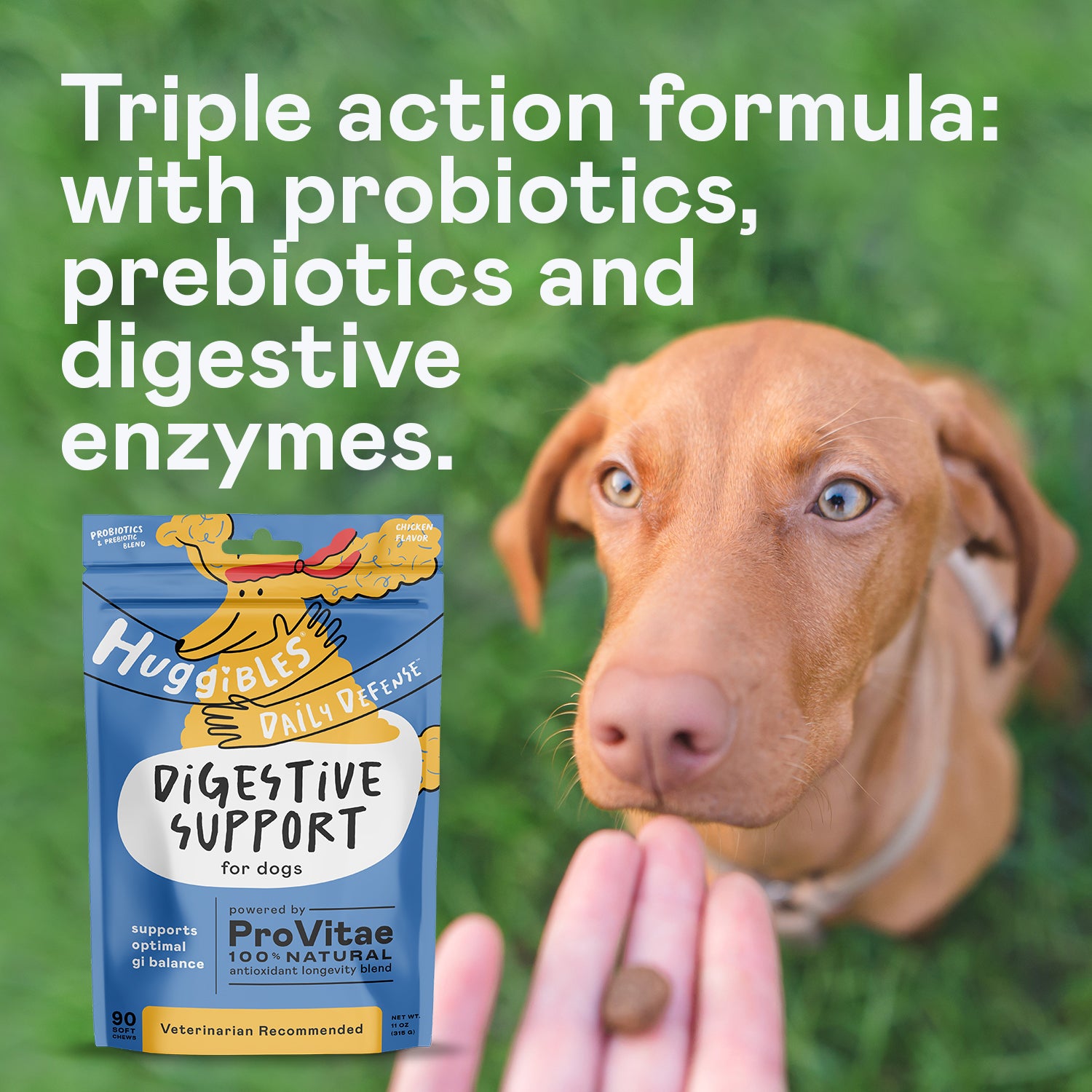 Digestive Support with Probiotics Chews - Health Supplement For Dogs ...